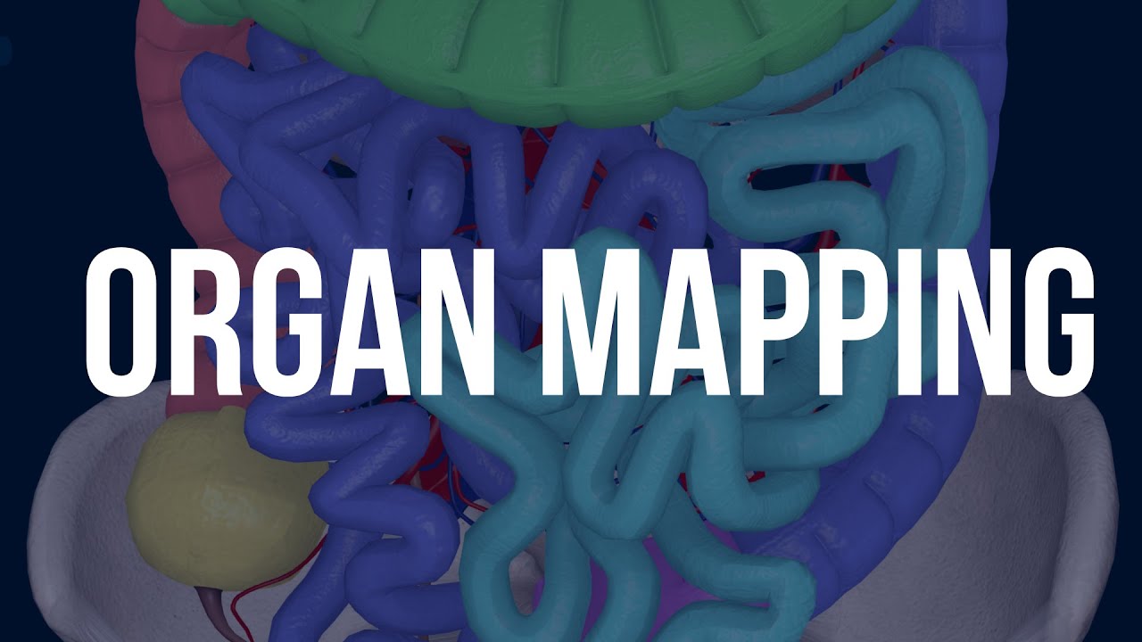 3D Organon: Organ Mapping - YouTube