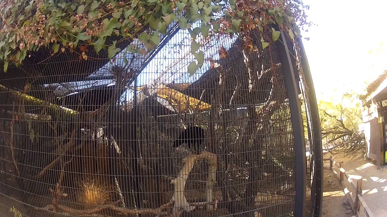 Captive raven eating meat - YouTube