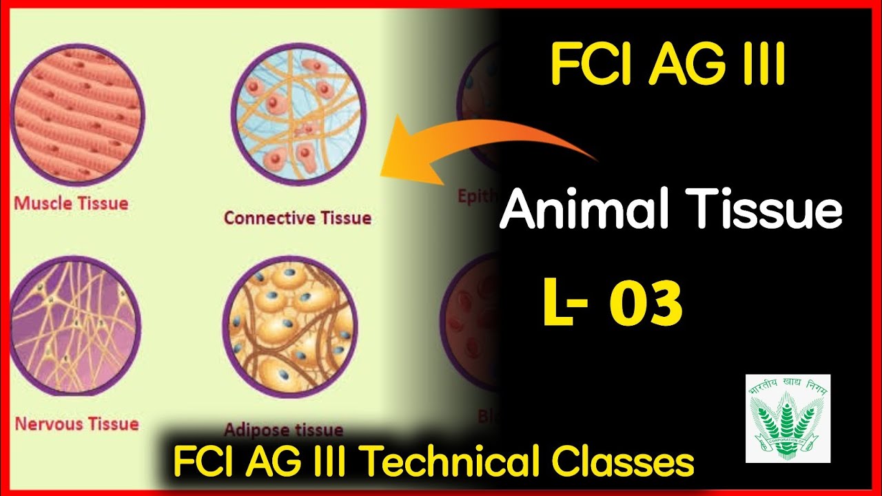 Animal Tissue [L- 03] | FCI AG 3 Technical Classes | FCI Zoology - YouTube
