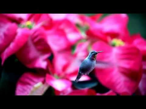 The Beautiful Little Hummingbird - YouTube