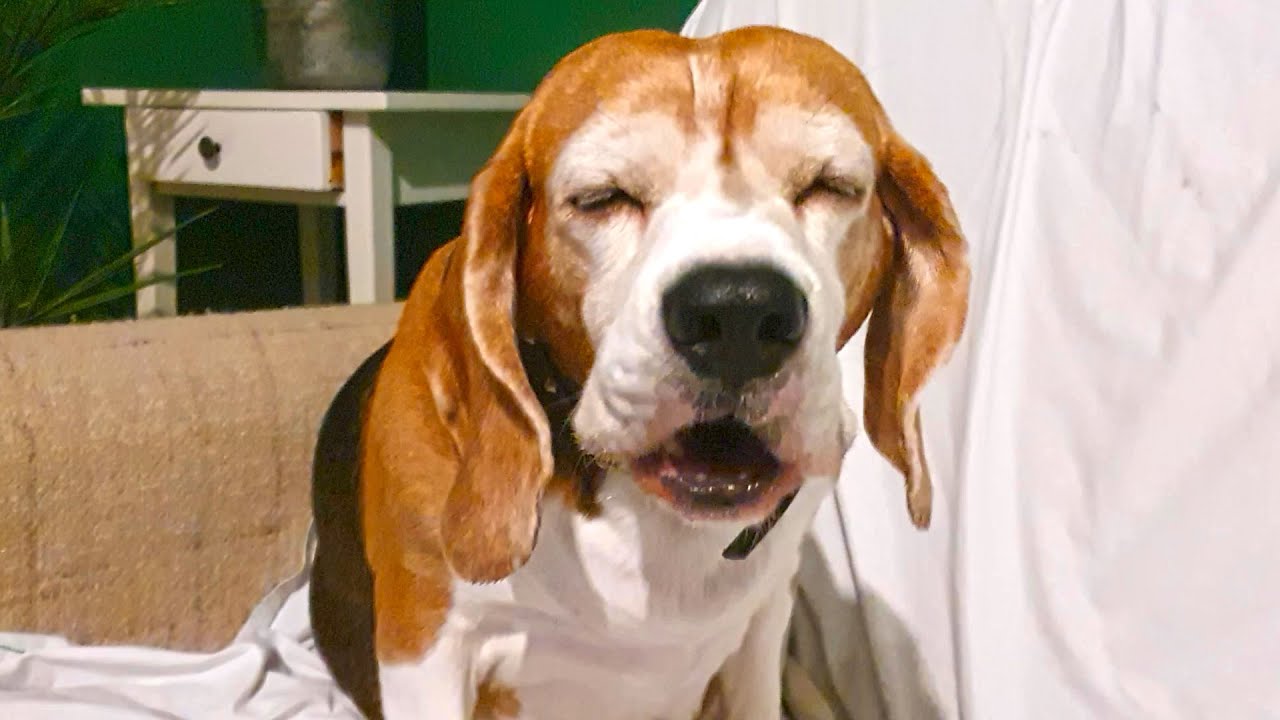 Das letzte Video von Pepa (August 11, 2021) - YouTube