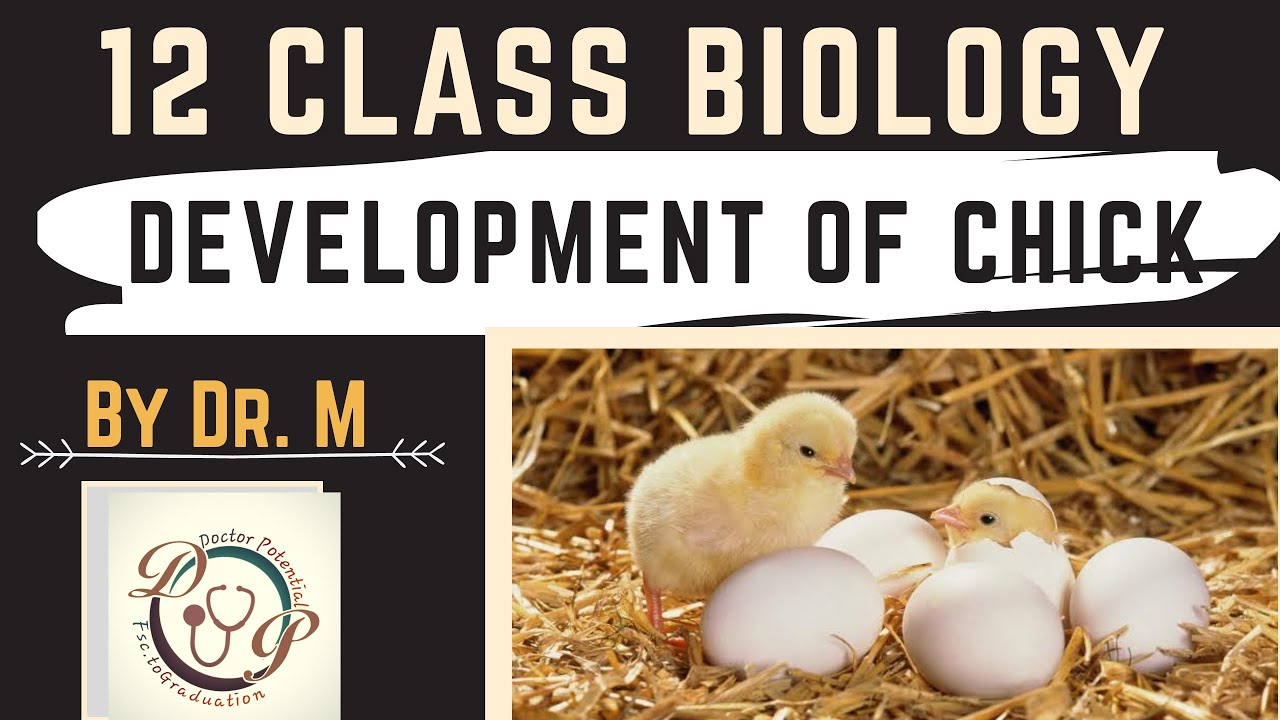 12 Class#biology-Development of Chick Part 2- Biology- #DrM -Doctor ...