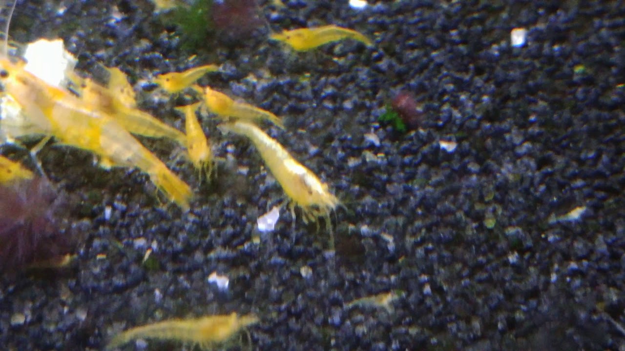 Golden back neon yellow shrimp mutation! - YouTube