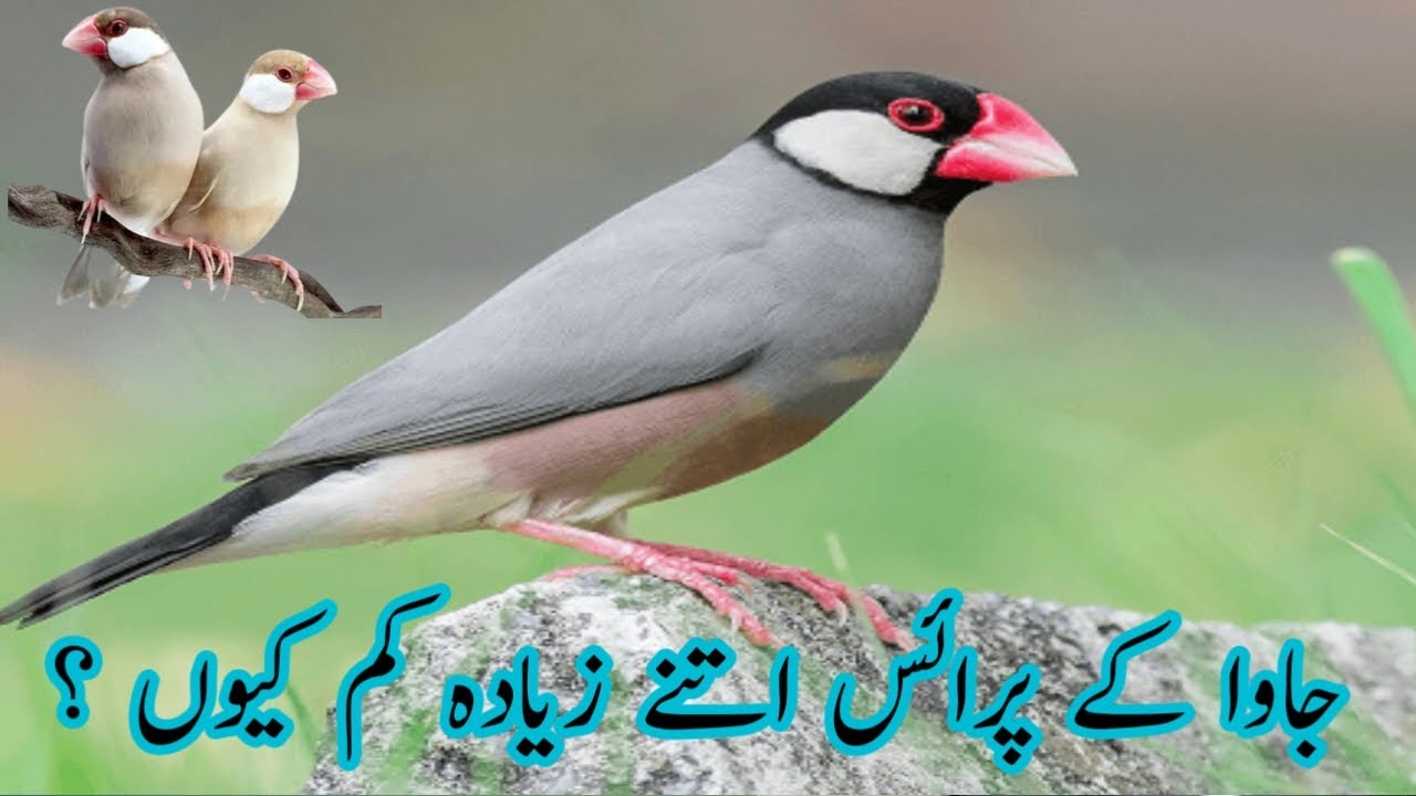 Java Sparrow New Price List Alert l Java Birds New Price Update l V No ...