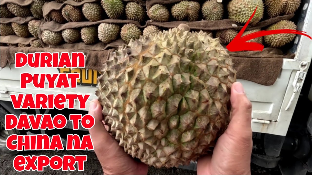 DURIAN PUYAT VARIETY DAVAO TO CHINA NA PANG EXPORT.KIKAY'S FRUIT DEALER ...