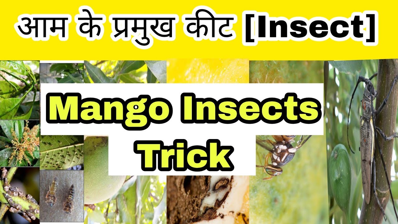 How To Remember Mango Insects || Mango Insect Tricks || Agriculture ...