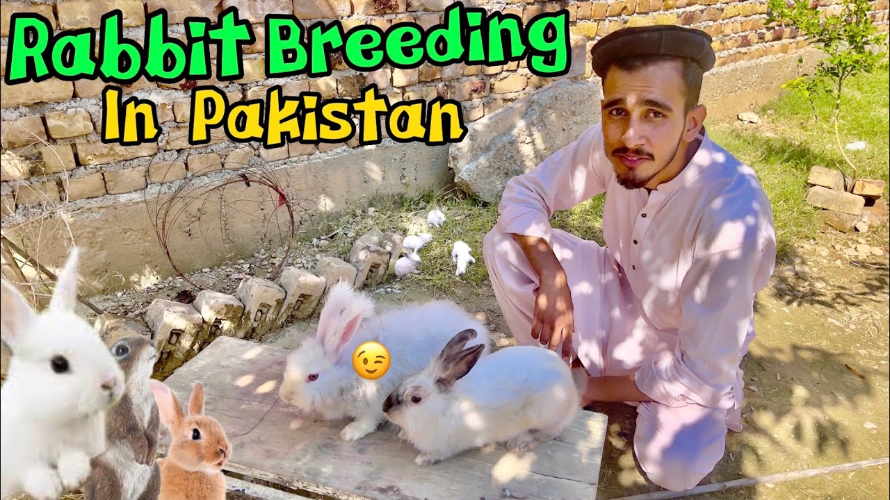 Rabbit Breeding in Pakistan 😉 | Petsvlog - YouTube