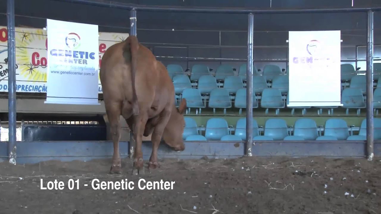Genetic Center Lote 01 - YouTube
