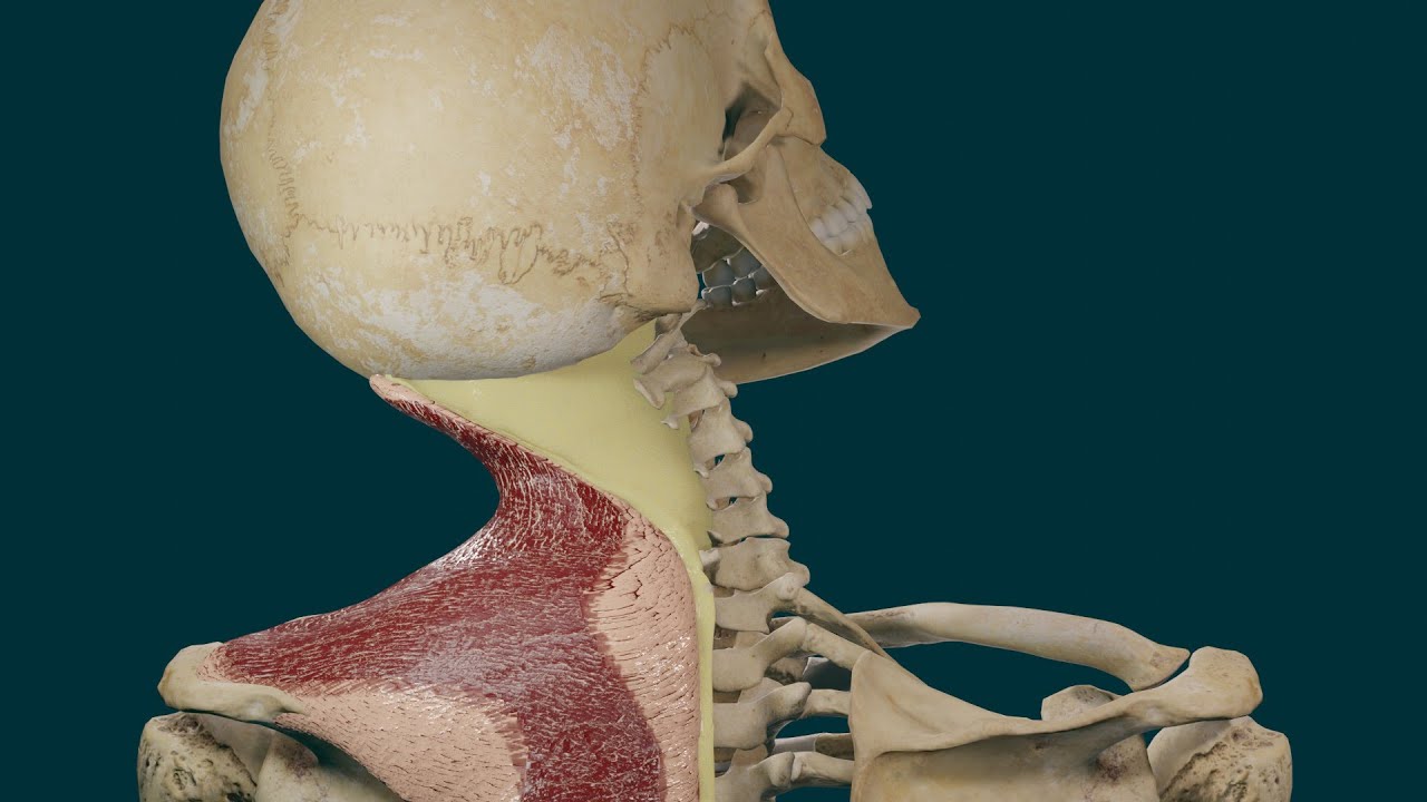 Músculo Trapecio. Origen, Inserción, Función, Inervación - YouTube