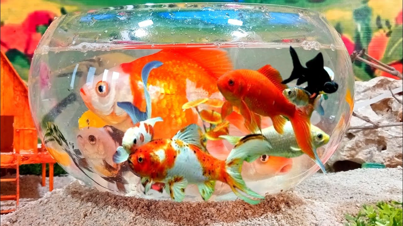 Unboxing Ikan Lele, Cupang, Koki, Channa, Guppy, Koi, Memphis, Hias ...