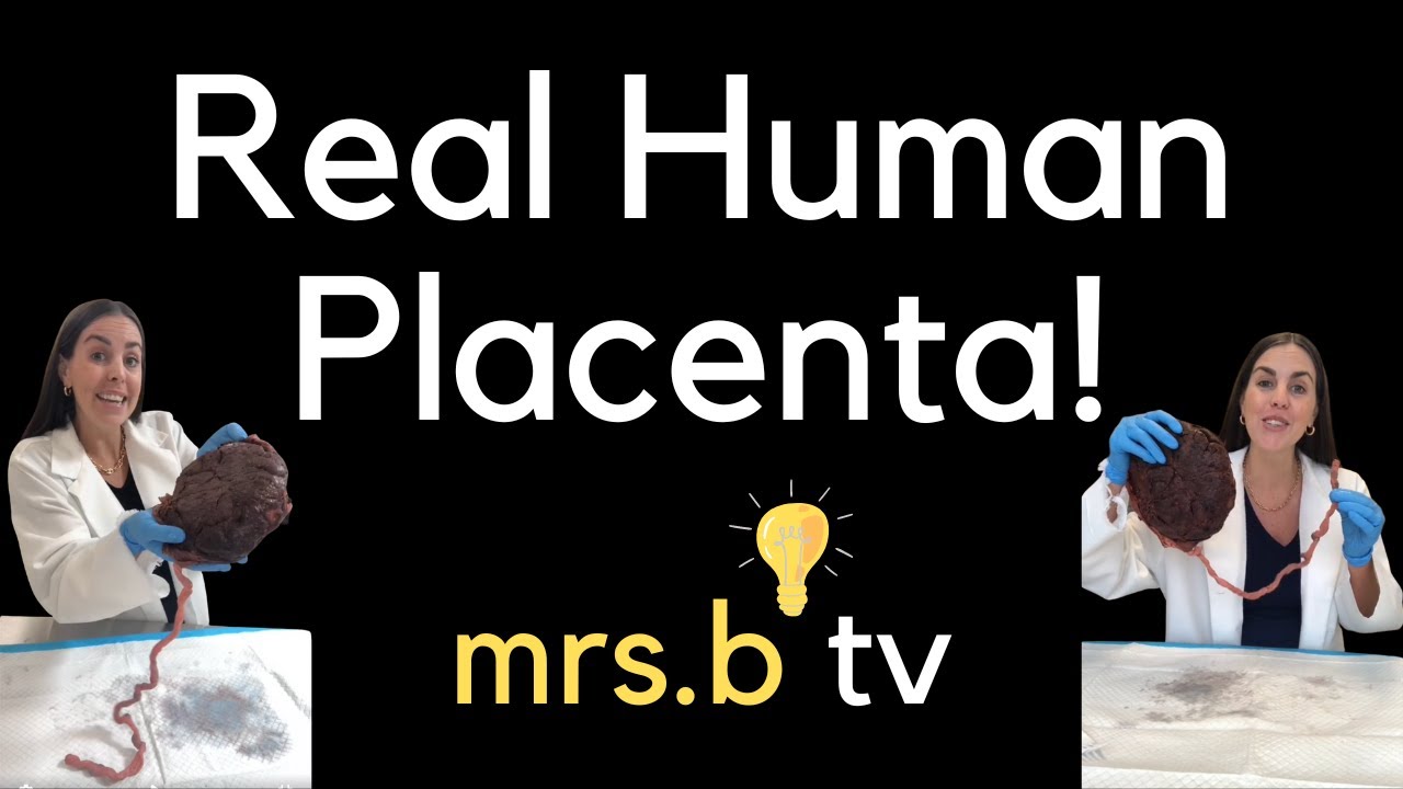 Real Human Placenta! 👀🤯 - YouTube