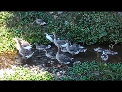 QAZ VE ORDEK BALALARI NIYE DALA AŞIR ❓