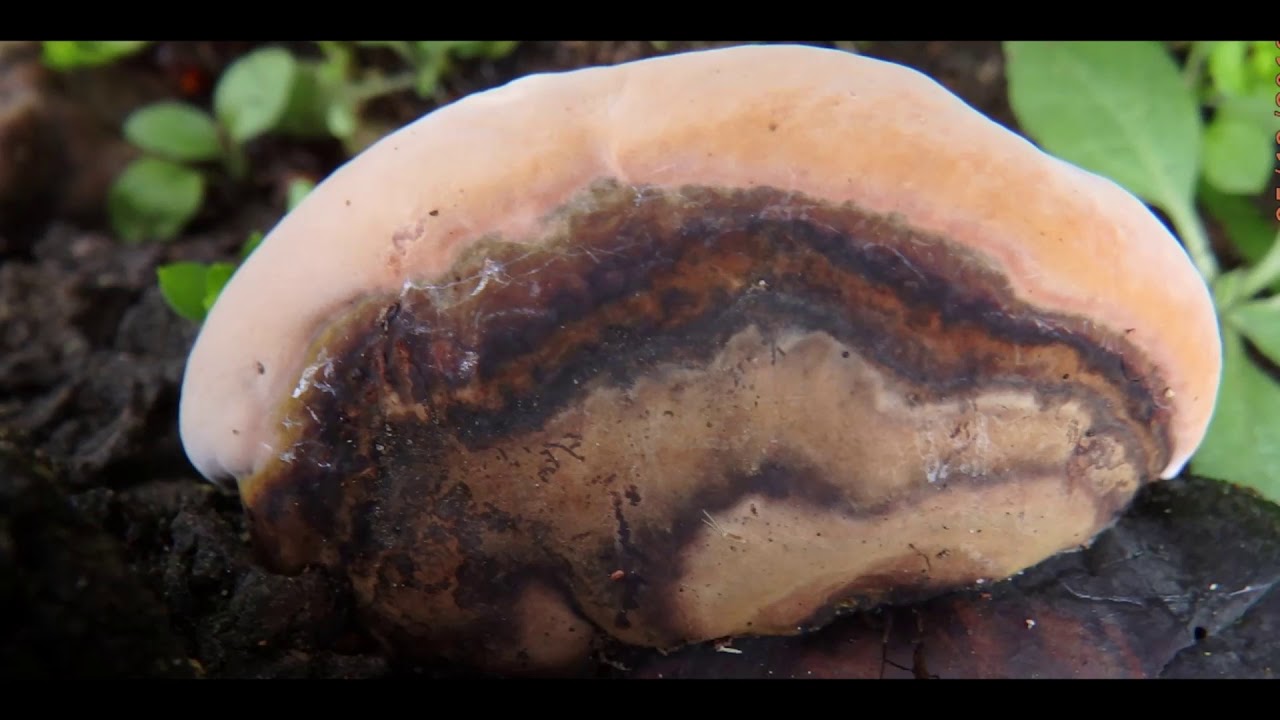Ganoderma sp Greece by Theo Fotiadis - YouTube