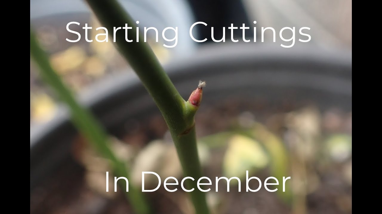 Starting Rose, Rose of Sharon, hydrangea and Azalea Cuttings on ...