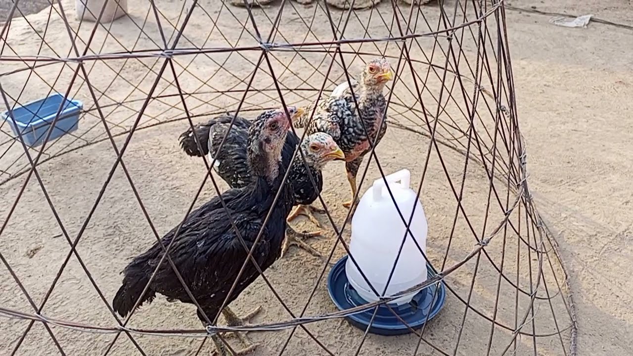 oh shamo German blood line chicks, high quality birds, Peshawar Poultry ...