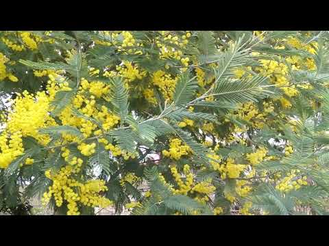 .Yazin Gelishi( Весна🌺)Sherefe Azerb.(Nəvələr)..Mutəllım.