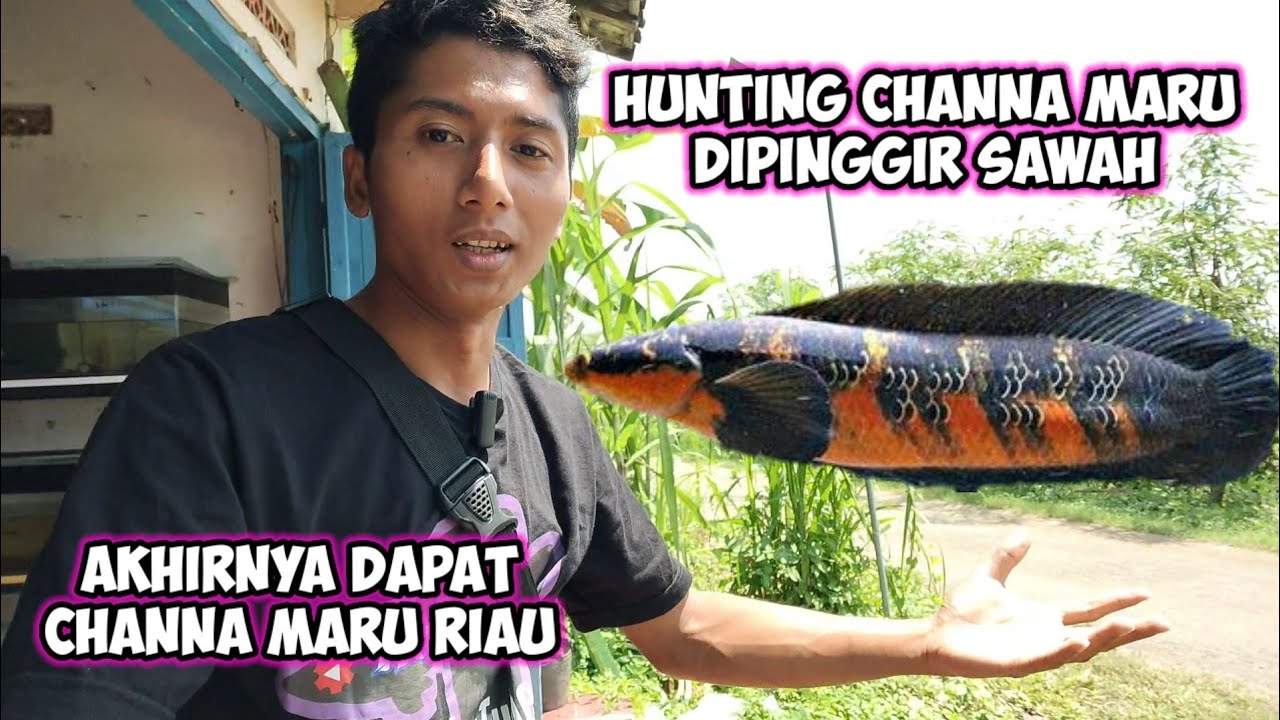 hunting Channa dipinggir sawah AKHIRNYA DAPAT CHANNA MARU RIAU - YouTube