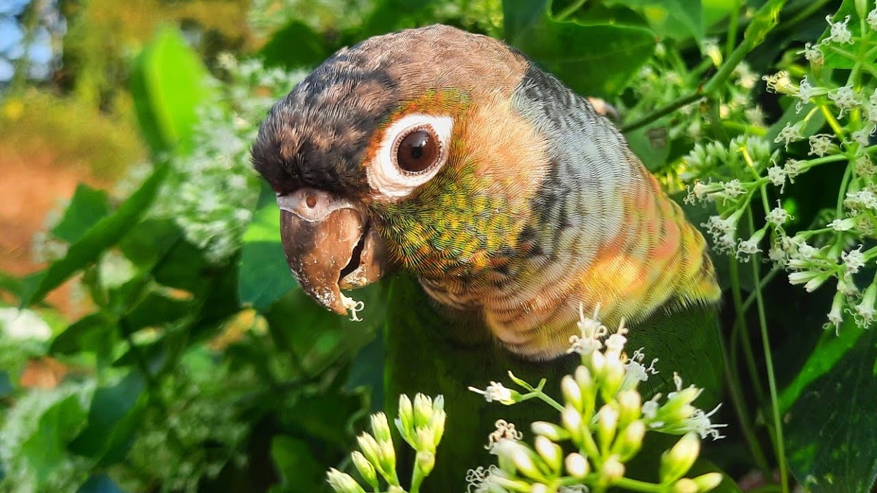 What is this? Can it be eaten? green cheek conure singing in the forest so funny - YouTube