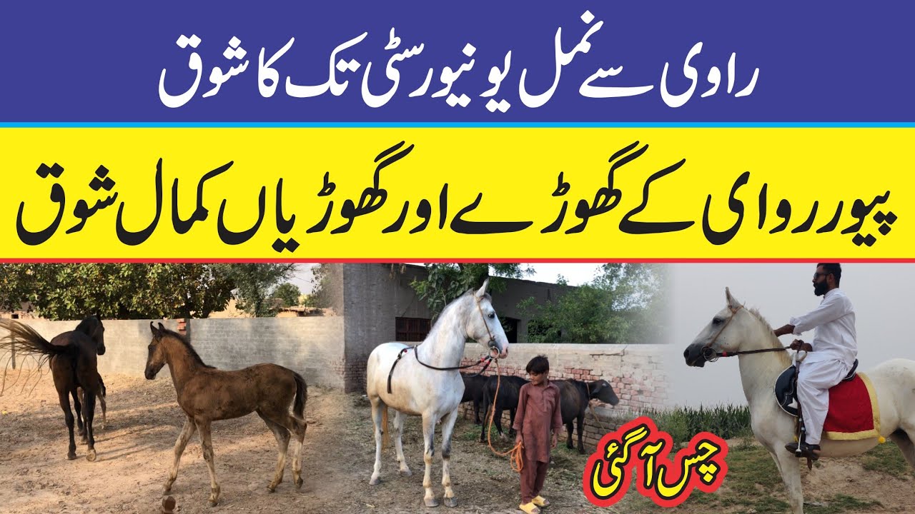 Pure Desi Ravi Breed of Rai Ahsan Nawaz at Ravi Area - YouTube