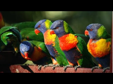Canberra Walk-In Aviary Australia | Feed the birds | Friendly birds around you | Must do Canberra