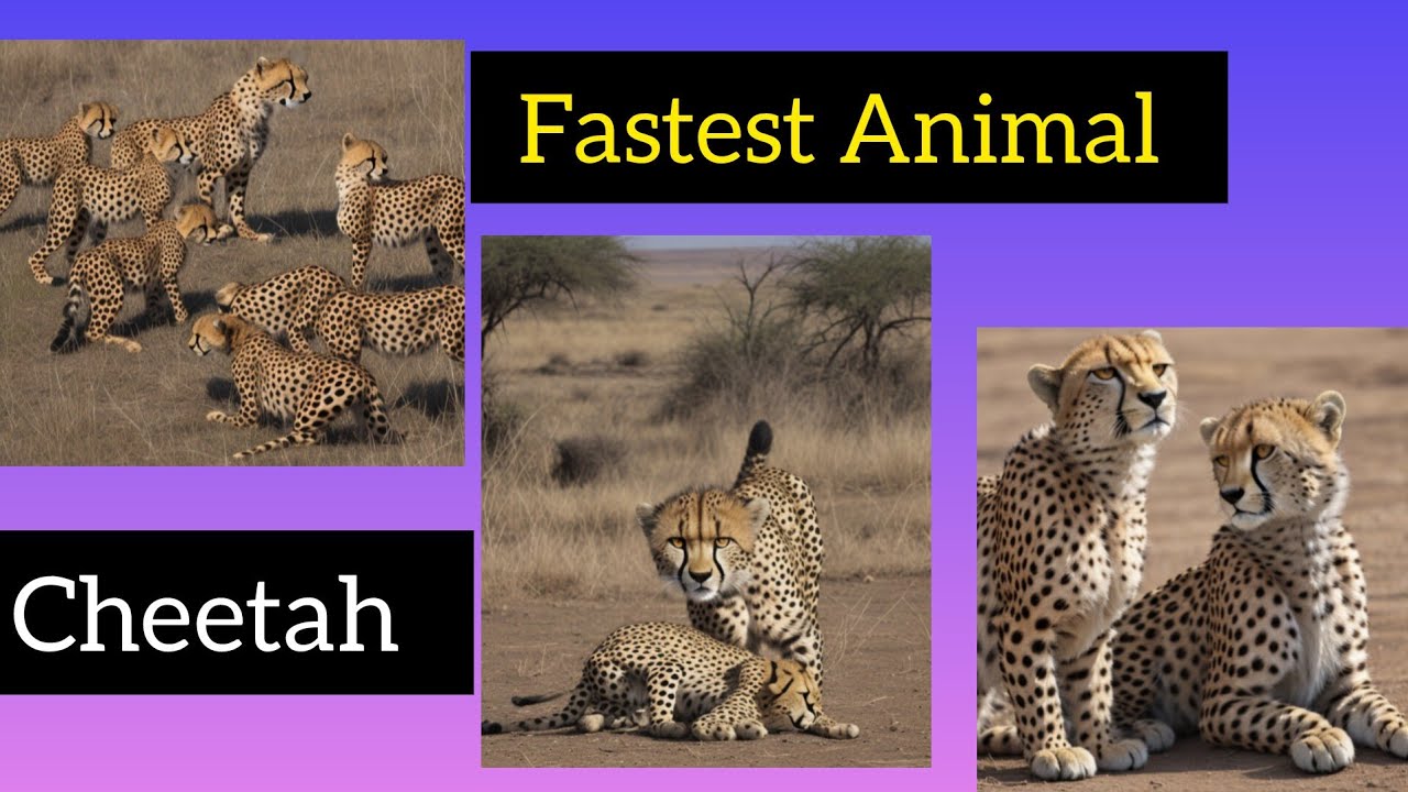 Why Cheetahs Run so Fast?| Fastest Animal Cheetah: #funlearning - YouTube