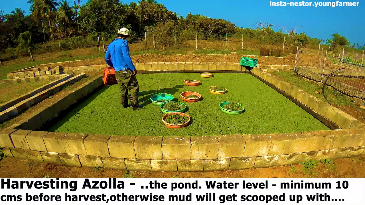 Azolla harvest time lapse - YouTube