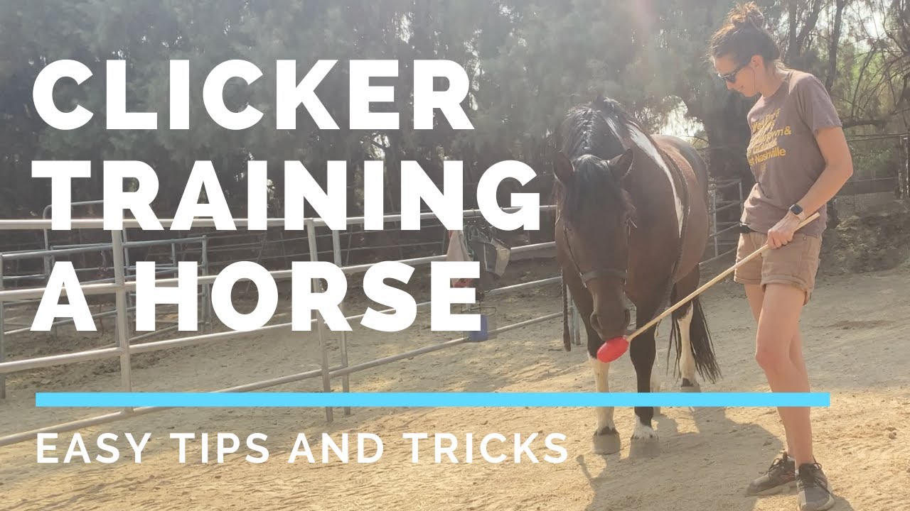 How to easily start clicker training your horse using positive ...