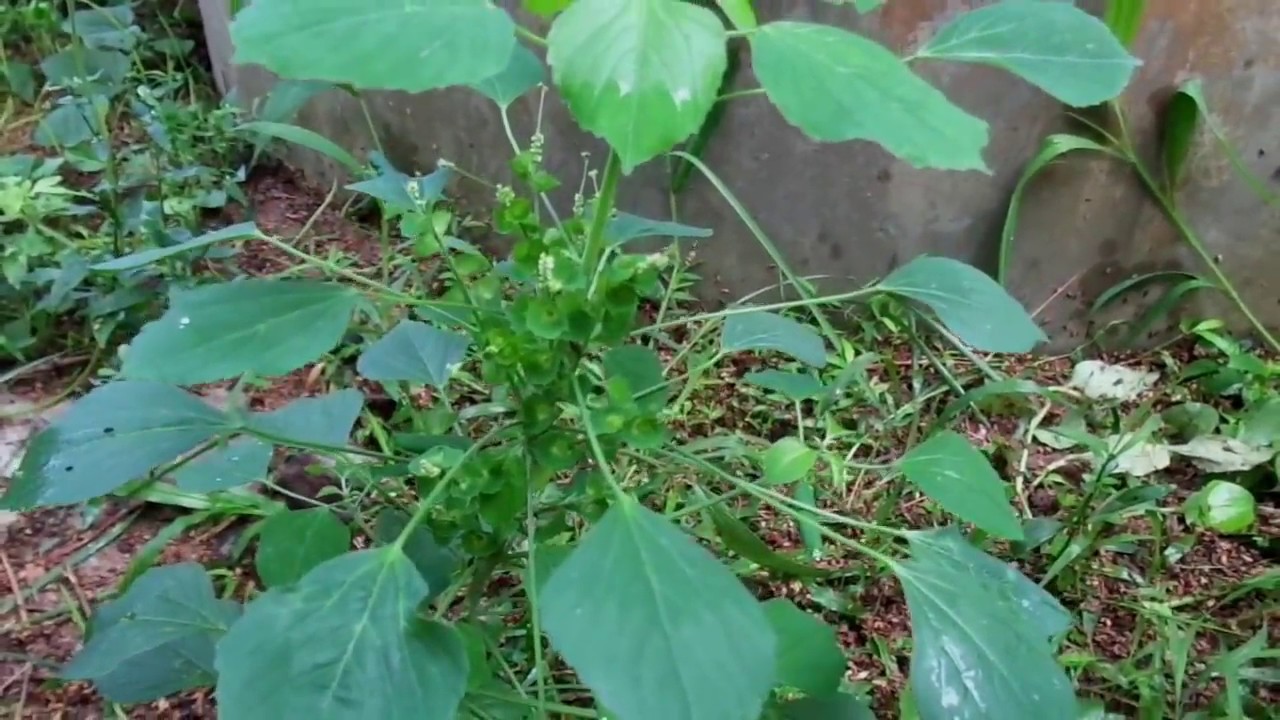 Herbal plants of Sri Lanka/ Acalypha indica /Indian Acalyph/Hearbal ...