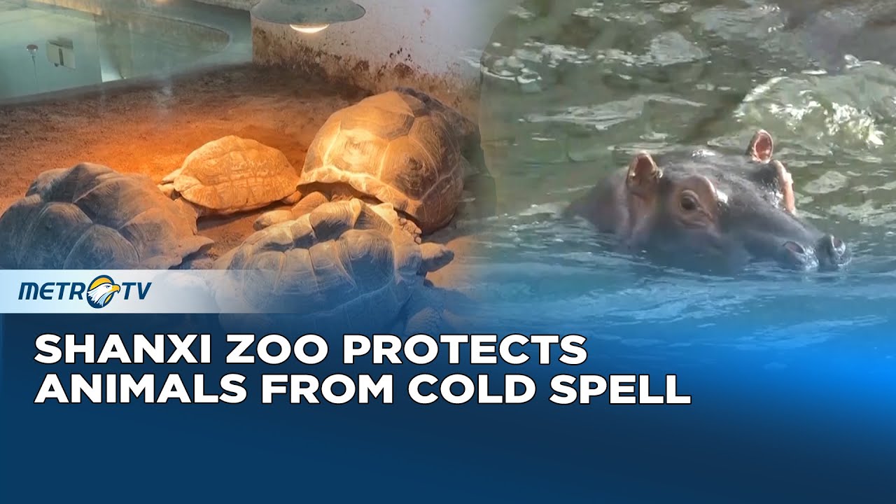 Shanxi's Special Measures for Animal Welfare - YouTube