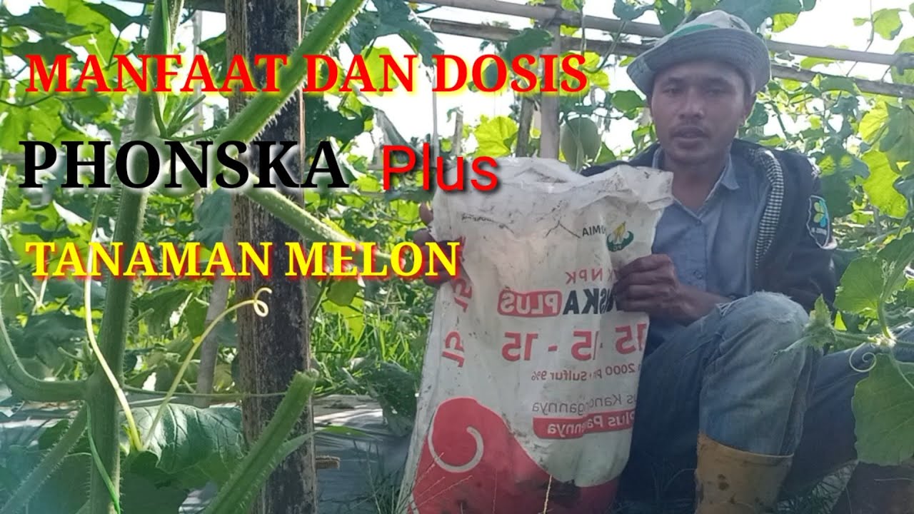 MANFAAT PUPUK PHONSKA PLUS UNTUK PERTUMBUHAN MELON - YouTube