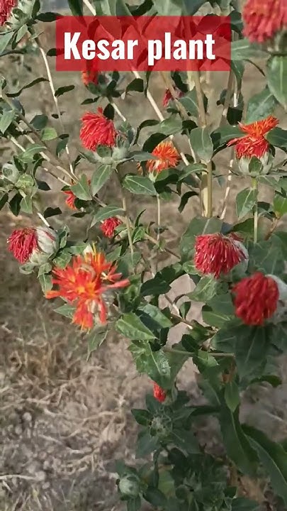 Kesar plant #forming #kesar#uttarpradesh #viralvideo #formingmachine - YouTube