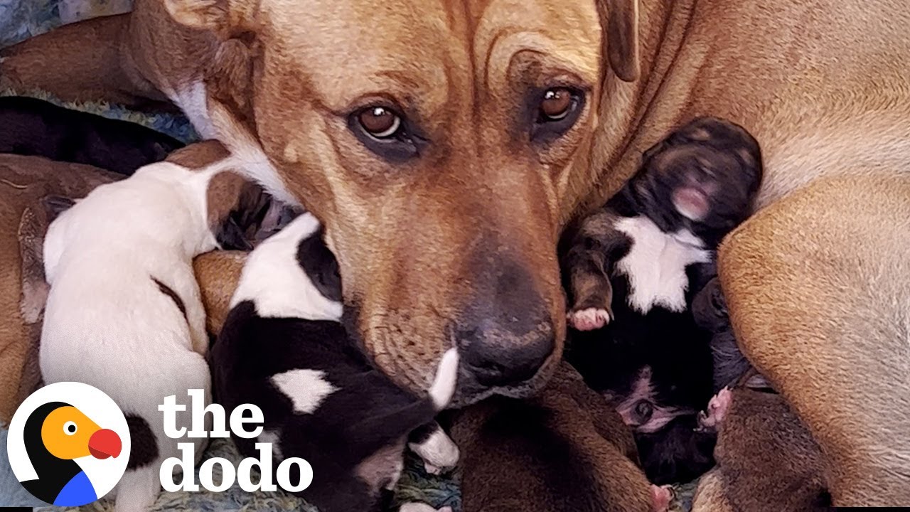 Mama Dog And Her Babies Get Rescued In The Middle Of The Desert | The ...
