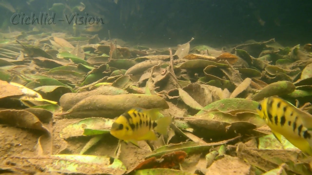 Panama Rio Robalo 2018 - YouTube