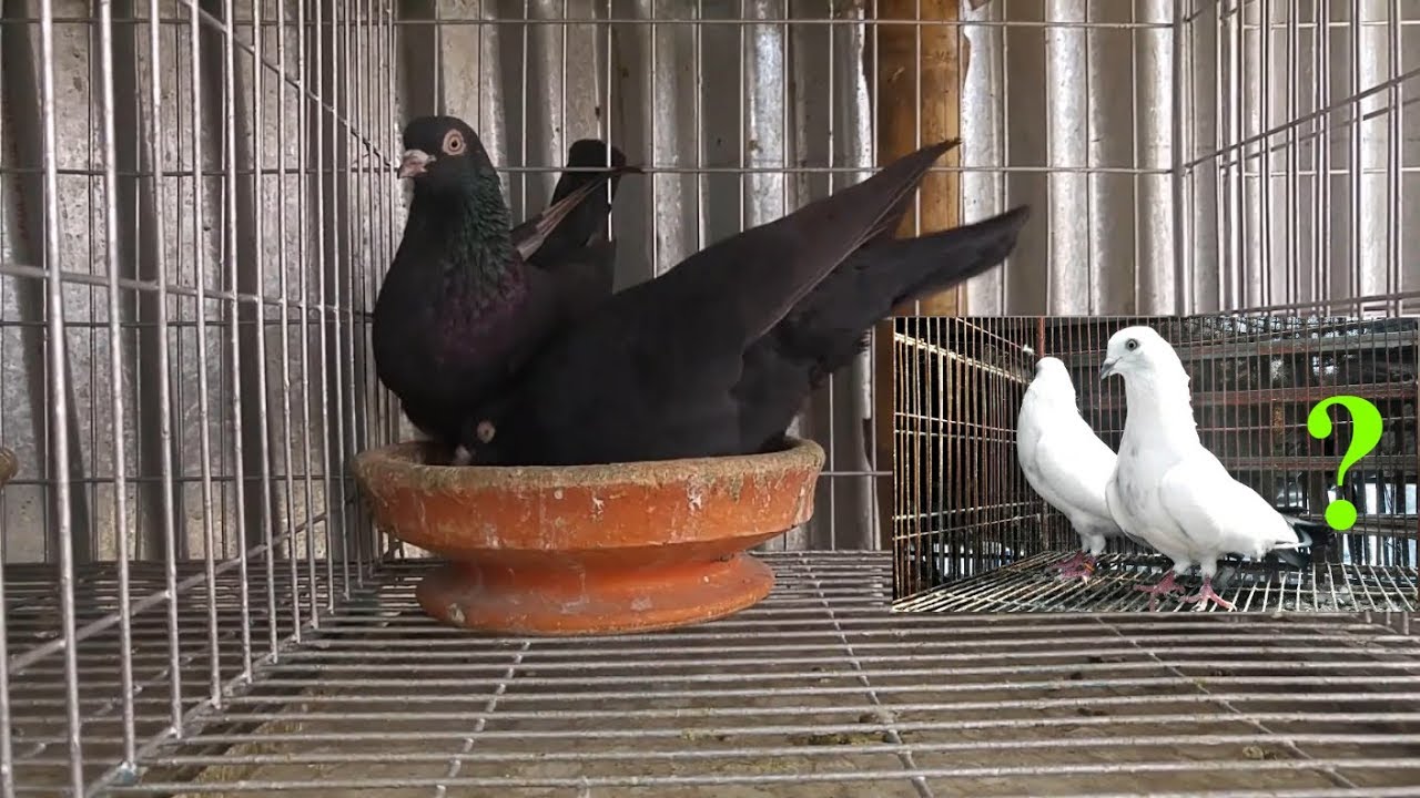 Black and white kobutor pair / Real kaldom pigeon master pair price ...