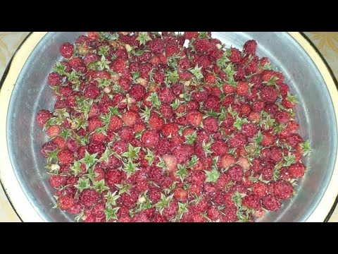 🔵 MORUQ MUREBBESININ HAZIRLANMASI