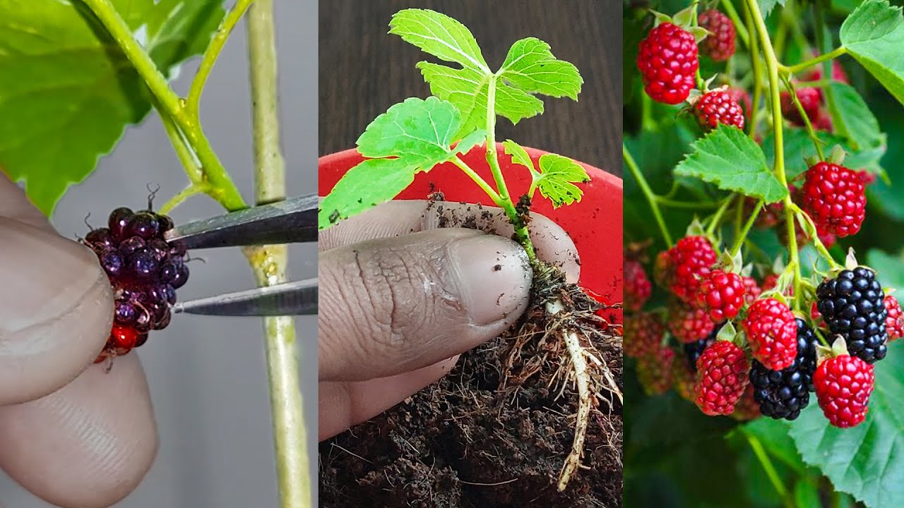 How to grow Mulberry｜Growing Mulberry tree ｜Germination of Mulberry ...