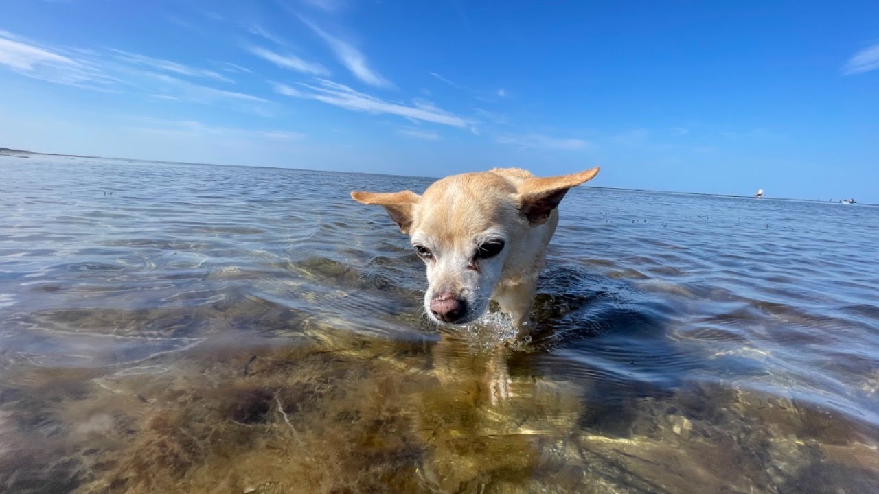 nosho Saturday 24 August 2024 - YouTube