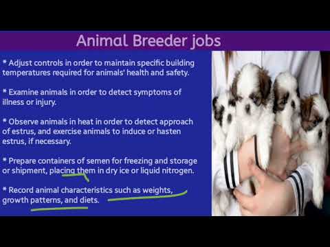 Animal breeder job details - YouTube