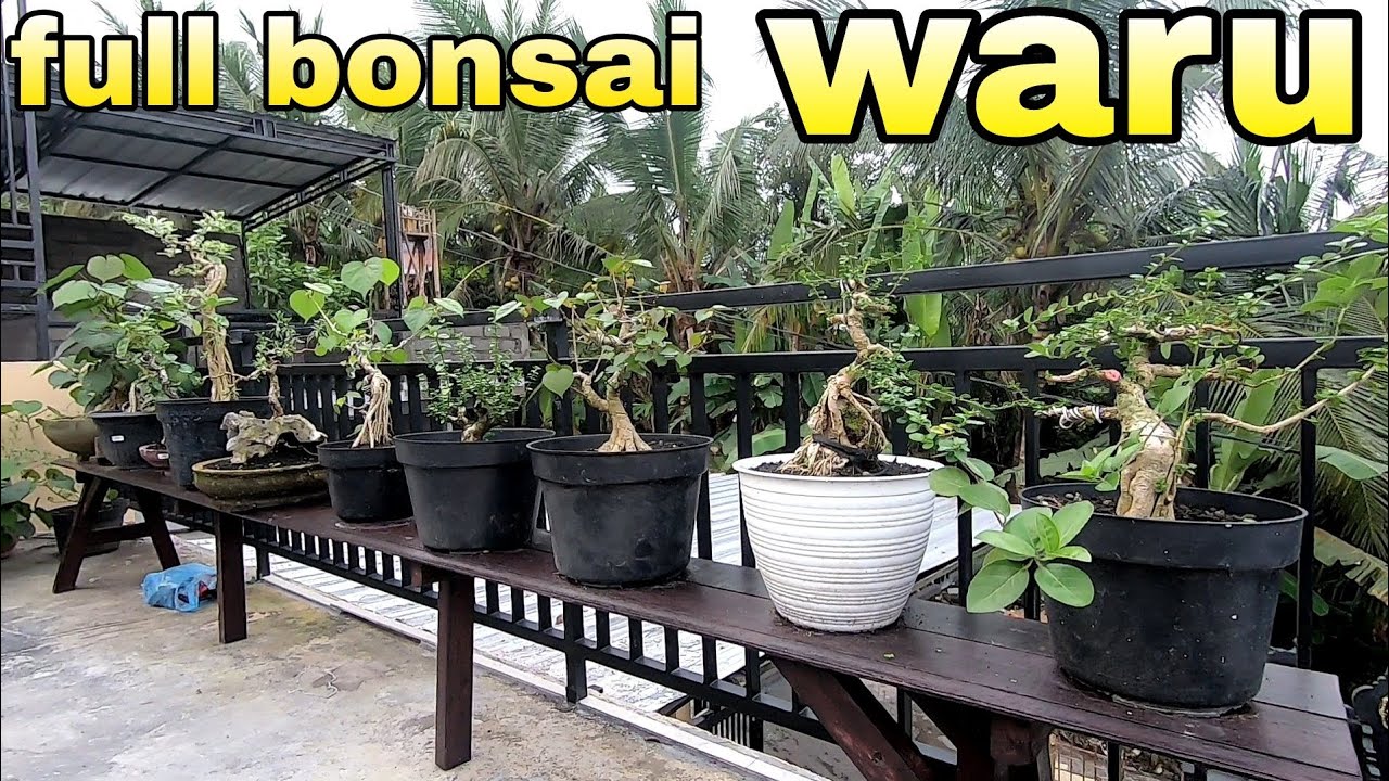Koleksi Bonsai Made In Bali Penuh Dengan Bonsai Waru - YouTube