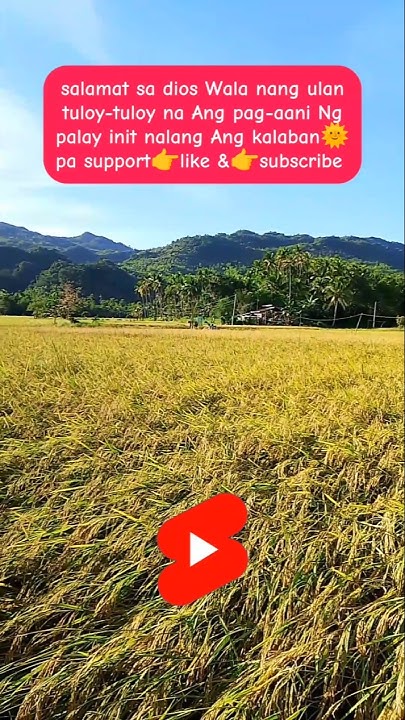 SALAMAT SA DIOS MAGANDA NA ANG PANAHON TULOY-TULOY NA ANG PAG-ANI - YouTube