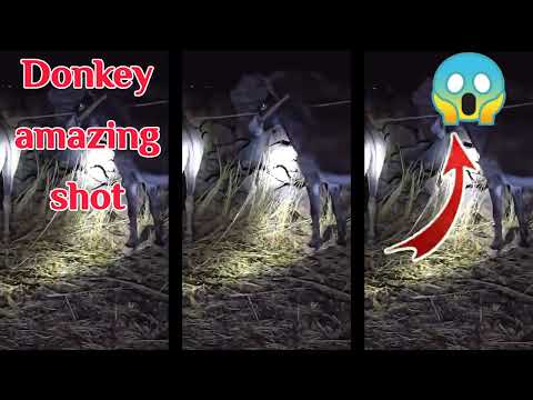 Donkey meeting amazing shot✅💯💉#viral#foryou#donkey #animal#post #videos 