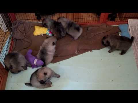 Clingmey Keeshonden