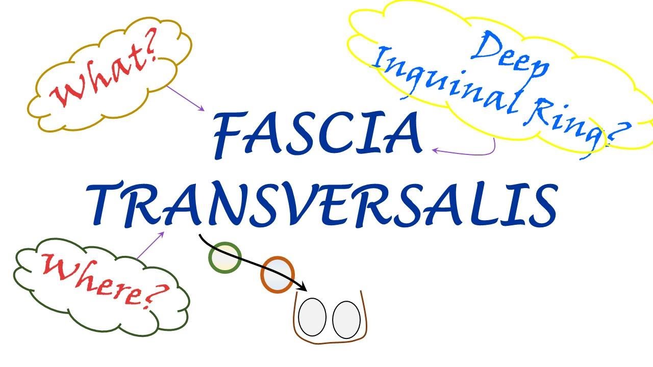 Chp16 | Fascia Transversalis | BDC Vol2 |Abdominal Wall | BD Chaurasia ...