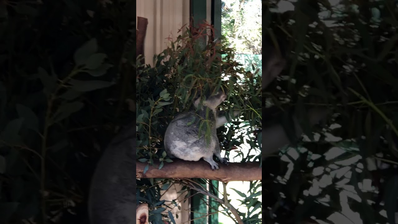 Koala busy eating - YouTube