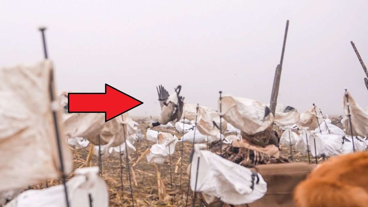 This Guy Almost Gets Taken Out By Falling Goose!! - YouTube