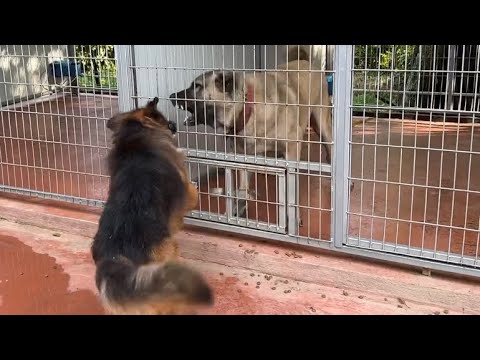 RASCOLNUN AMCASI BOĞAÇ KANGALA 38 DİKİŞ ATTIRDI