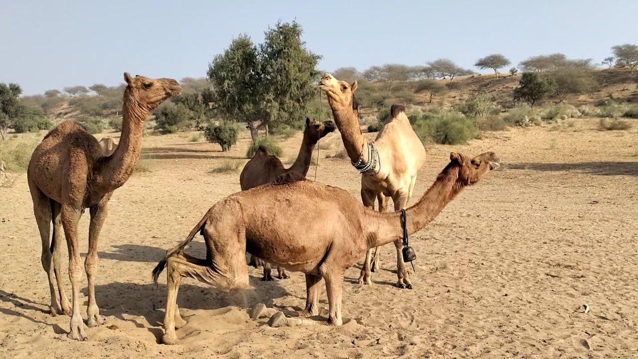 "Hilarious Camel'lChase: Love on the Run!🐫😂| Camel chasing she Camel in ...