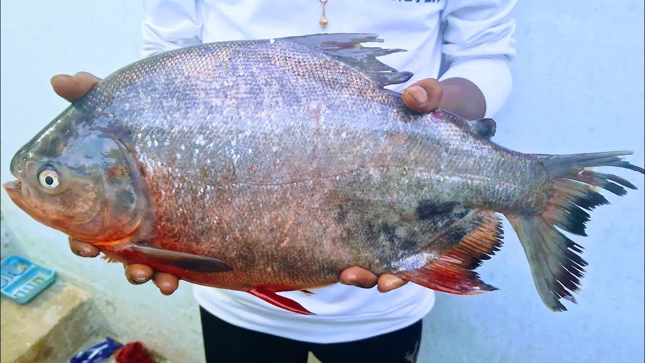 CG. STYAL RUPCHANDA FISH MATTA (MAHI) CURY RECIPE. - YouTube