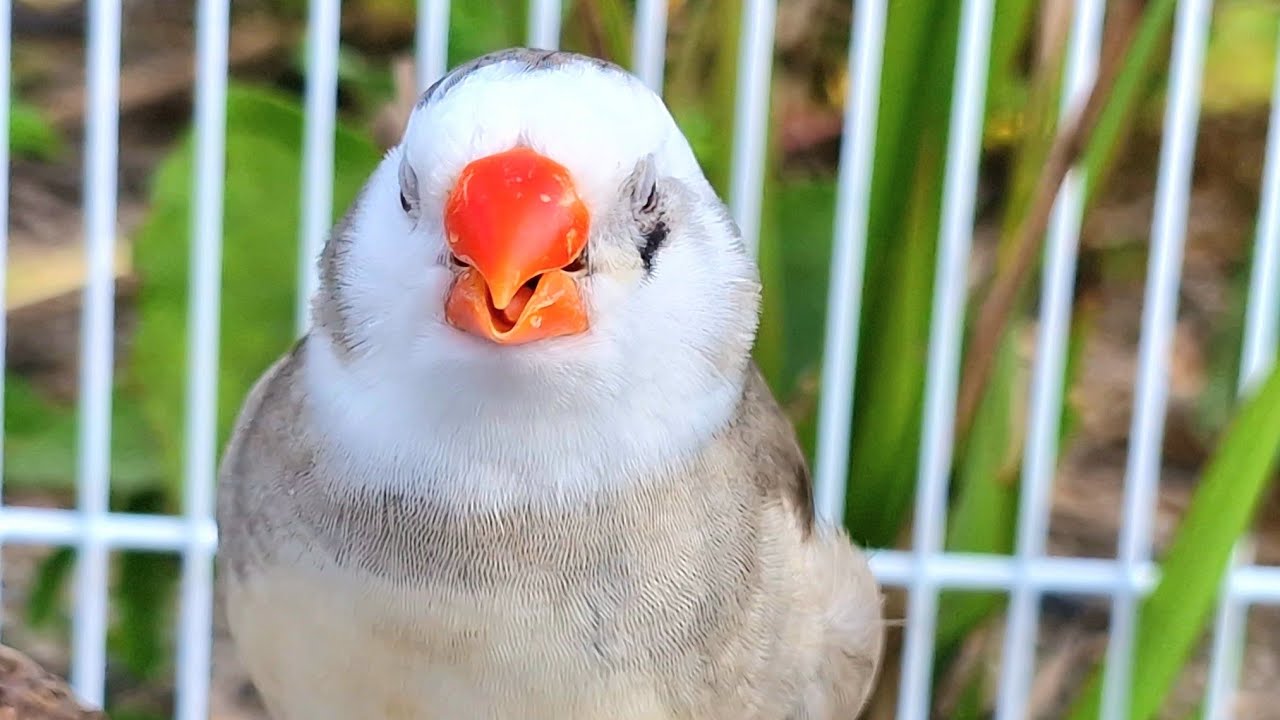 My bird can sleep and sing : zebra finch sounds,finches sound - YouTube