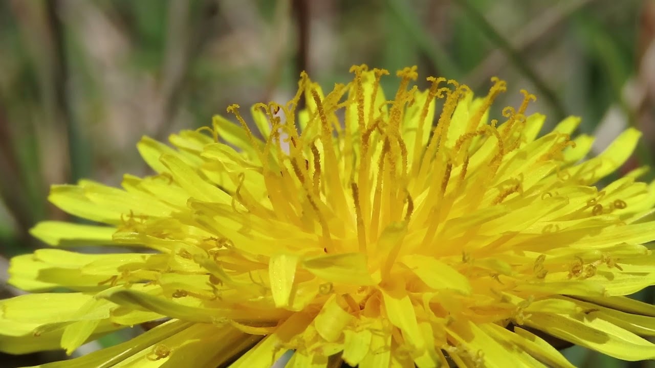 Rugged Oil Beetle Meloe rugosus triungulin larvae - YouTube